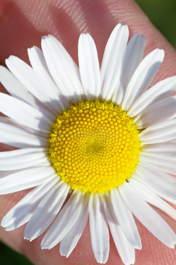 Single Daisy in Hand - Closeup Stock Image - Image of simple, spring ...