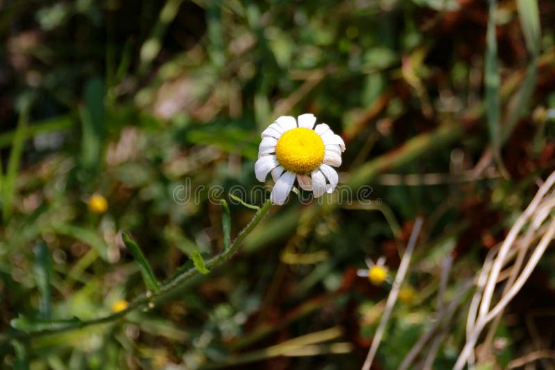 Single daisy stock photo. Image of flowers, nature, country - 154944328