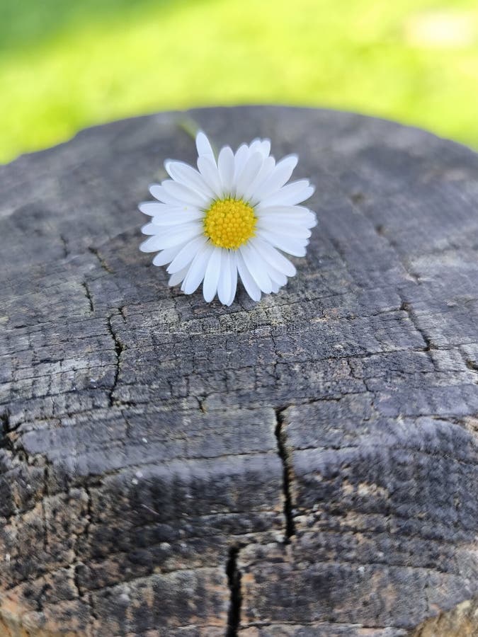 A Single Daisy Lies on a Post. Stock Image - Image of leaf, plant ...