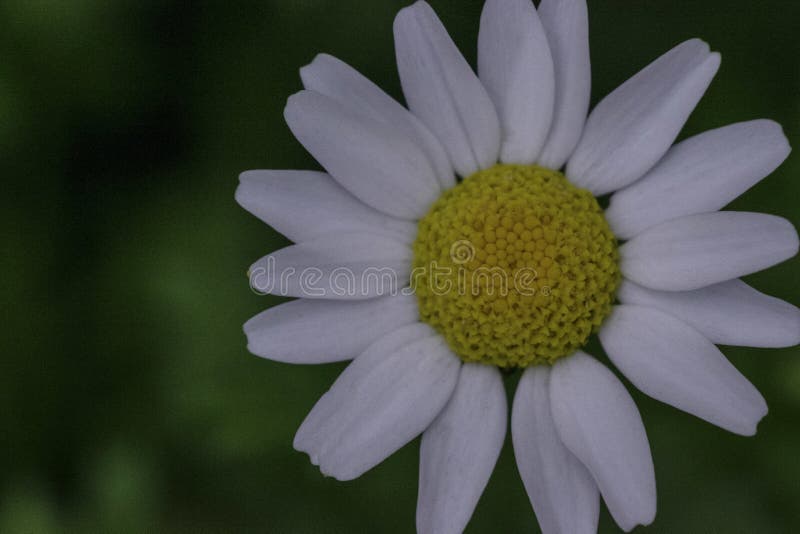A single white daisy stock image. Image of happy, flowers - 196551727