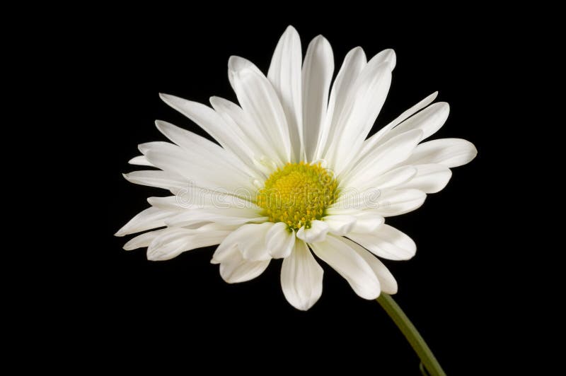 A Single Daisy Snug in the Grass Stock Image - Image of details, daisy ...