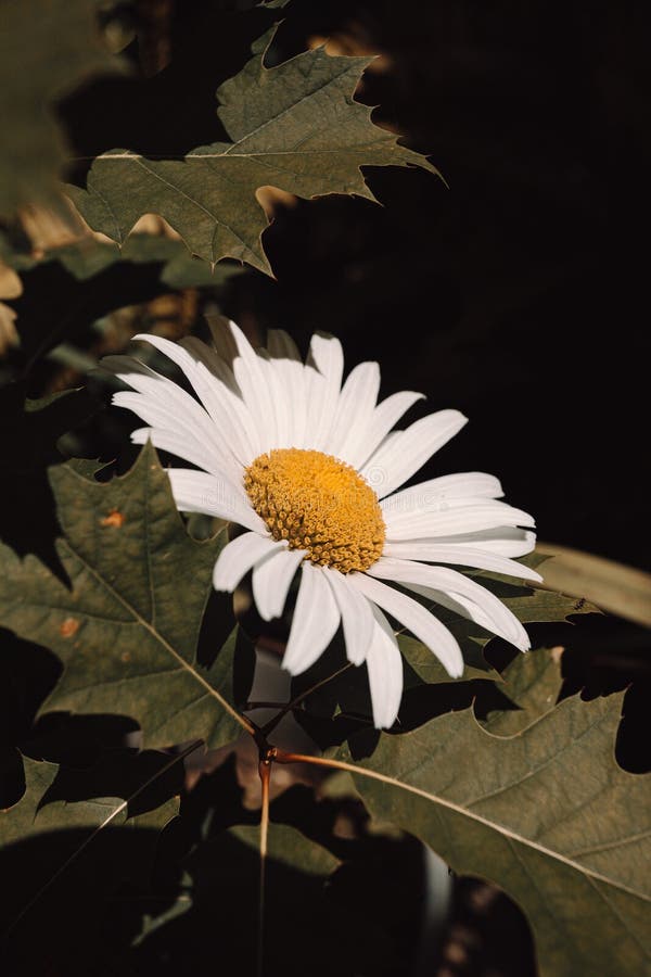 Single Daisy Showing Up from the Plants Stock Image - Image of cutout ...