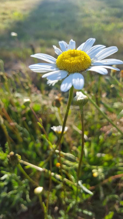 Single daisy stock photo. Image of sunset, daisy, single - 131730192