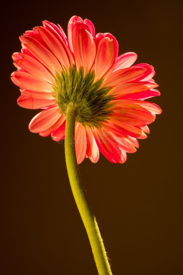 Single Daisy in a Different View Stock Photo - Image of view, viewed ...