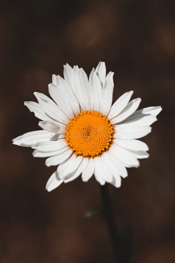 Stunning Single Wild Daffodil Flower Growing on a Lush Green Grass ...