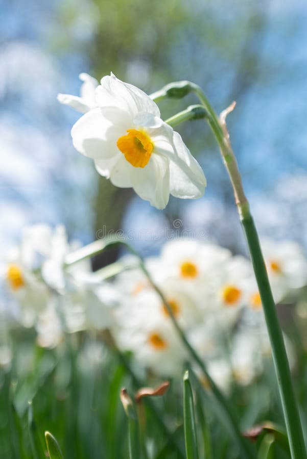 Single Daisy, Yellow and White in Field Stock Image - Image of daisy ...