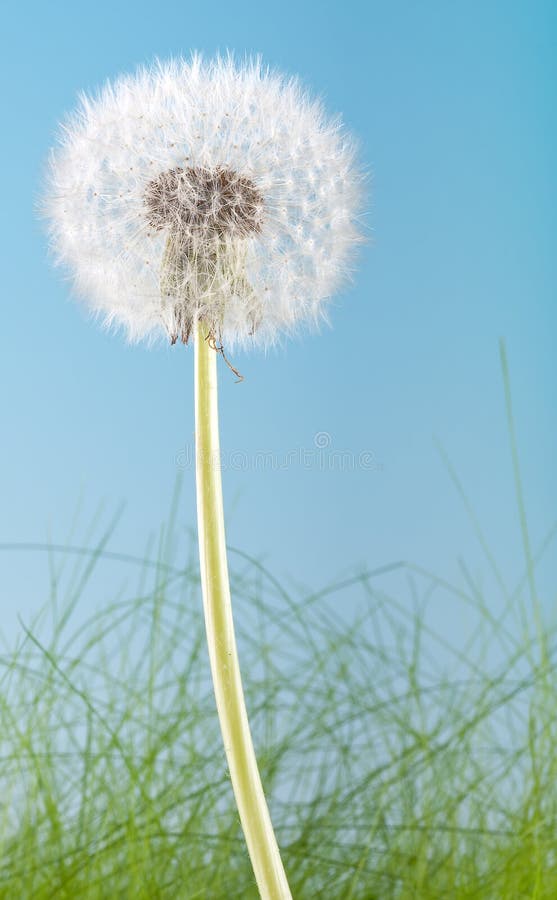 Single dandelion stock photo. Image of garden, weed, dandelion - 9621324