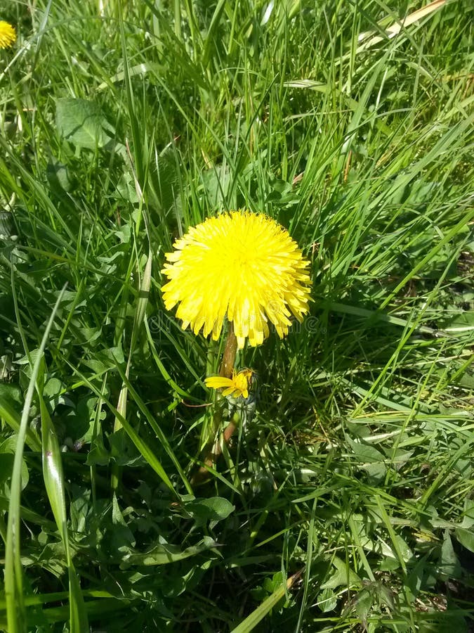Single Dandelion stock photo. Image of leaves, yellow - 90389028