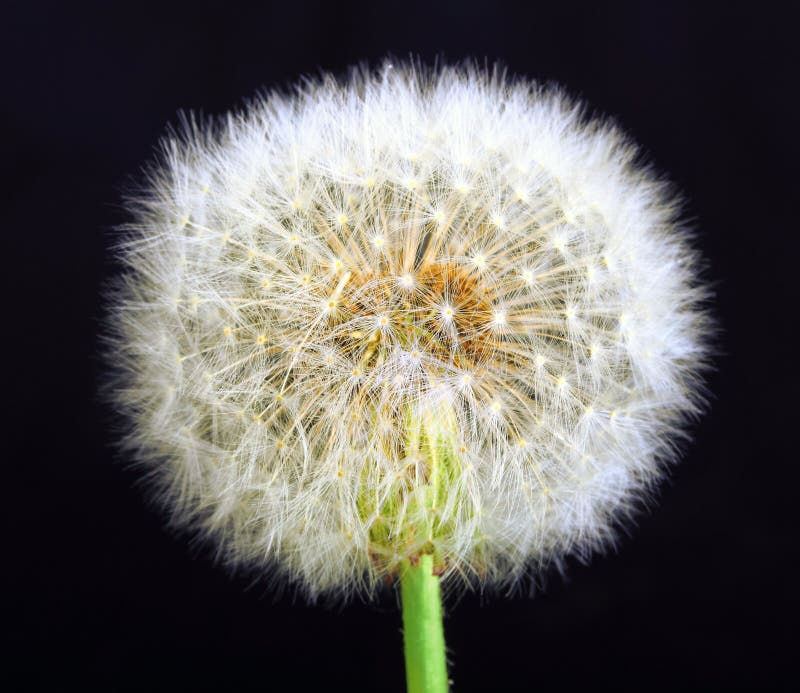 Single Dandelion Growing in the Dried Mud Stock Image - Image of ...
