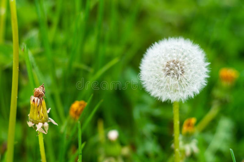 Single Dandelion Close Up Isolated Against Green Background Stock Image ...