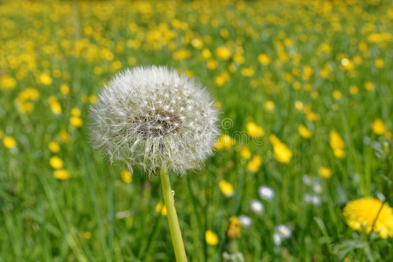 Single Dandelion Blossom in Front of a Orange Wall Stock Photo - Image ...