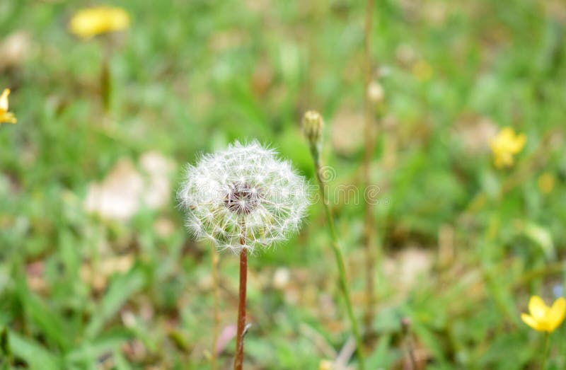 Single Dandelion in a Field Stock Image - Image of grassland, herb ...