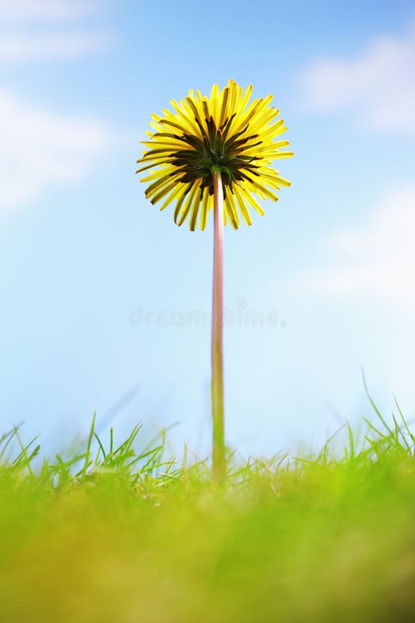 Single Dandelion Flower and Grass Close-up Stock Image - Image of ...