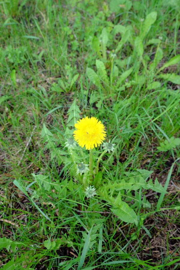 A Single Dandelion Flower Grows on the Lawn Stock Image - Image of ...