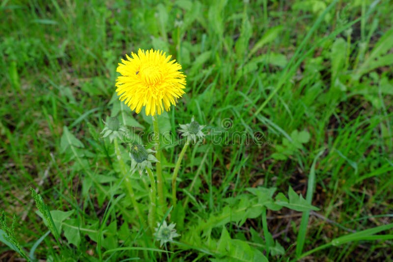 A Single Dandelion Flower Grows on the Lawn Stock Photo - Image of ...