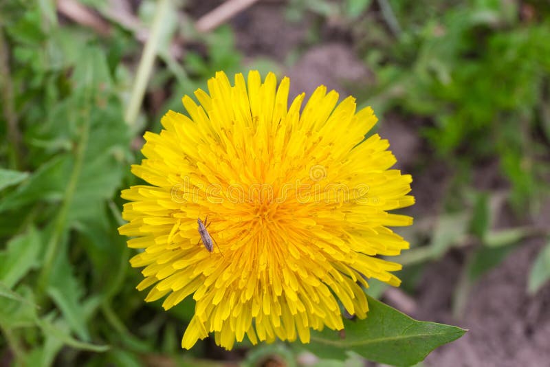 Single Dandelion Flower with Insect, Close-up Stock Photo - Image of ...