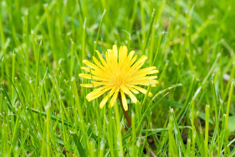Single dandelion flower stock image. Image of flower - 70723789