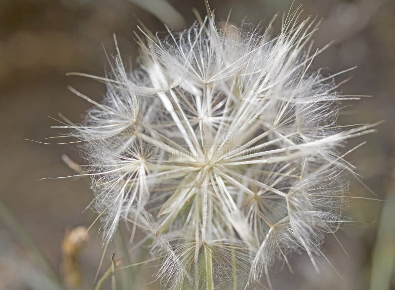 Single dandelion in grass stock photo. Image of grass - 182367780
