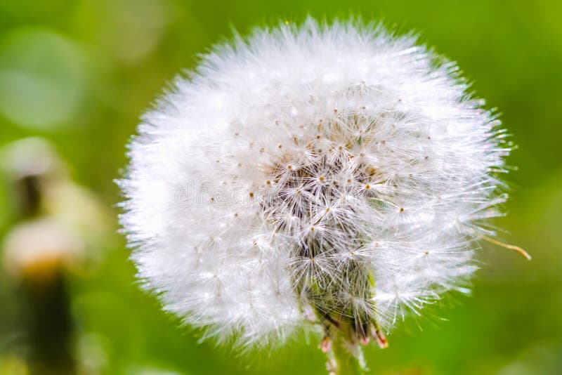 Single Dandelion with Green Grass Stock Photo - Image of color ...