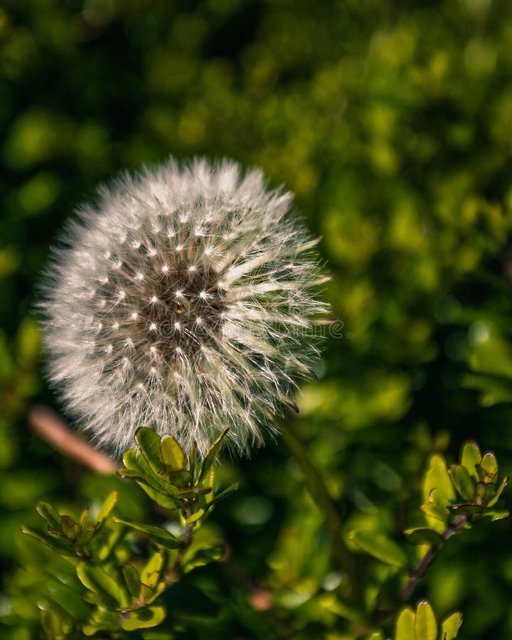 Single Dandelion Growing in an Outdoor Setting Surrounded by Greenery ...