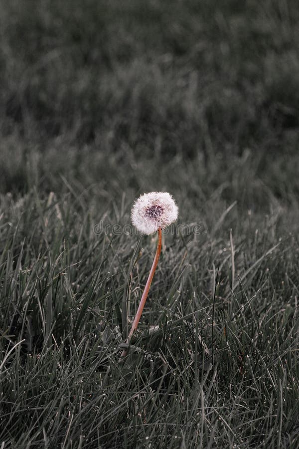 Single Dandelion in a Lush Green Grassy Field. Stock Photo - Image of ... Single Dandelion in a Lush Green Grassy Field. Stock Photo - Image of ...