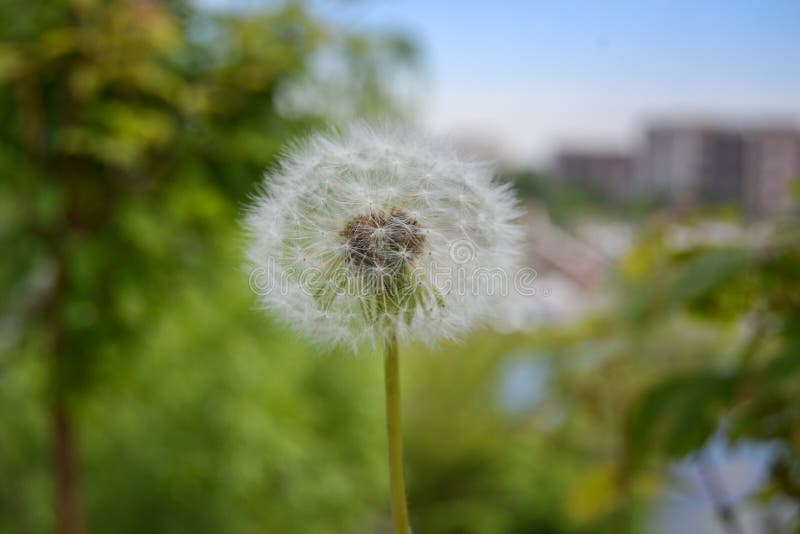 Single dandelion stock photo. Image of delicate, plant - 85527132