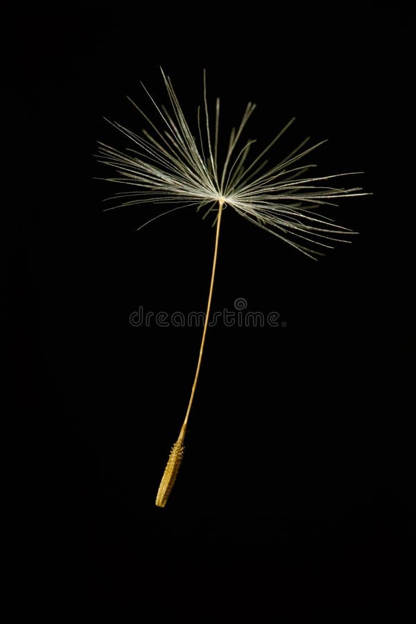 Dandelion seed stock photo. Image of seed, delicate, fluffy - 14131196