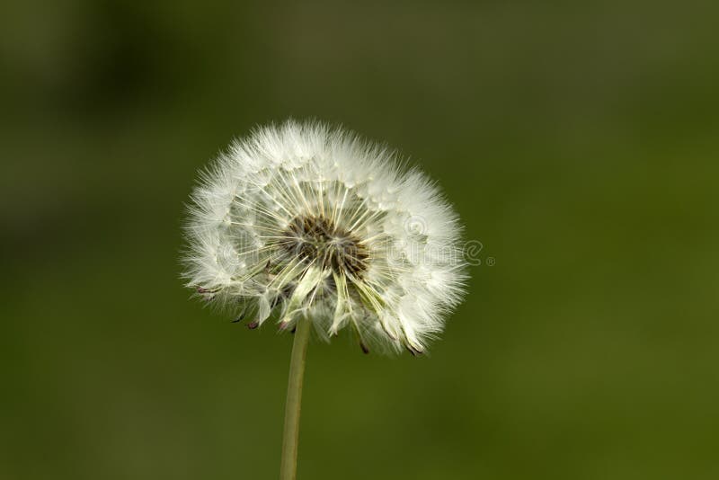 Single dandelion (seed) stock photo. Image of close, closeup - 40339728