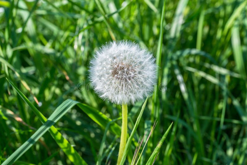 Single dandelion with seed stock photo. Image of landscape - 122090746