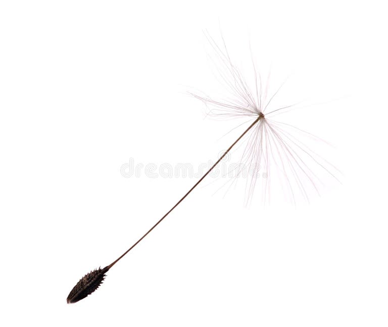 Single Dandelion Seed on White Stock Image - Image of development ...