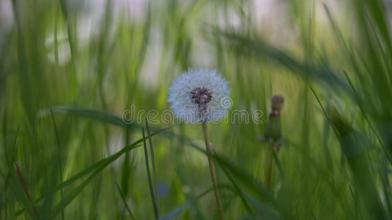 Single Dandelion Stands Amongst a Lush, Green Field of Grass. Stock ...