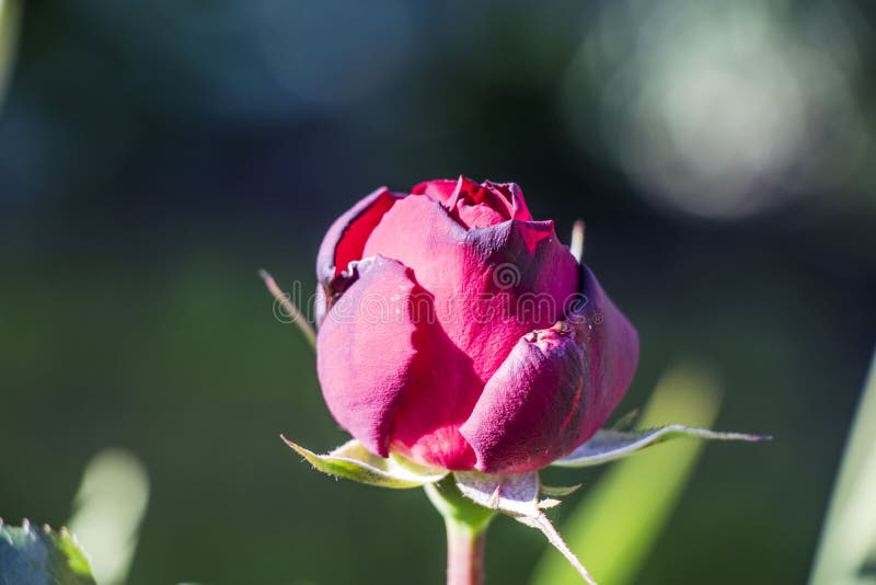 Single dark pink rose stock image. Image of dark, pink - 97465827