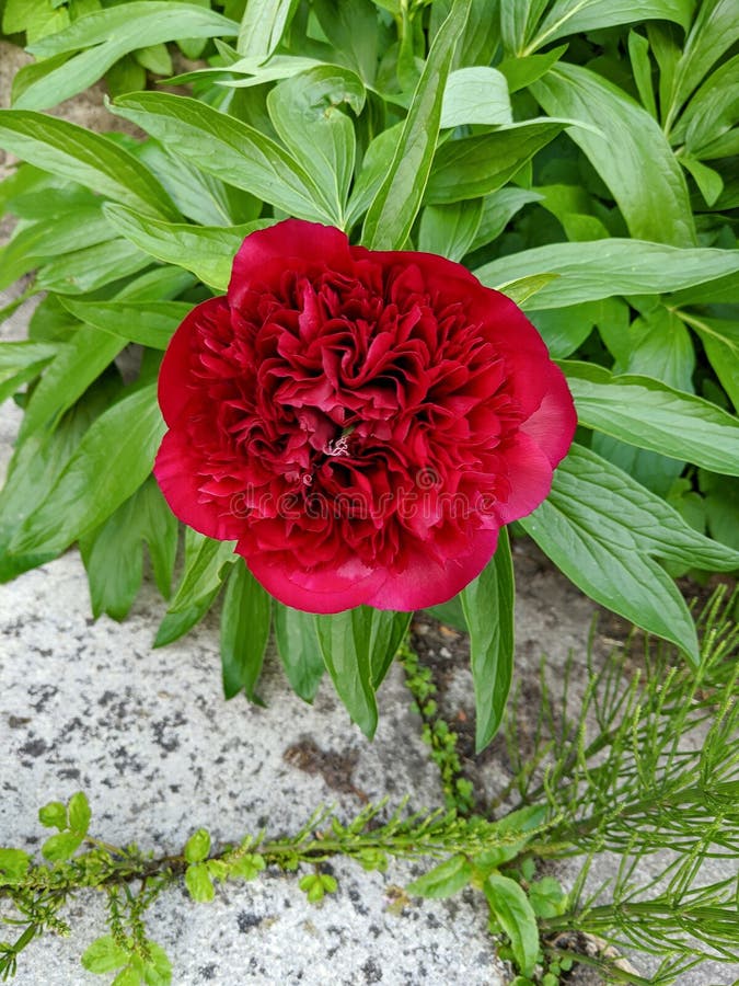 Single dark red flower stock photo. Image of outdoors - 182133220
