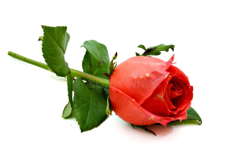 Single Dark Red Rose Isolated on White Stock Photo - Image of bright ...