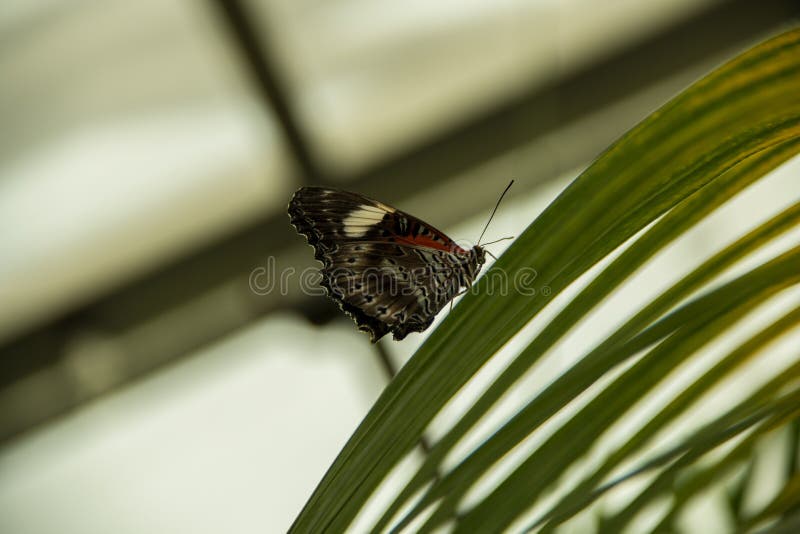 Single Dark Wing Butterfly Sitting Stock Photo - Image of insect ...