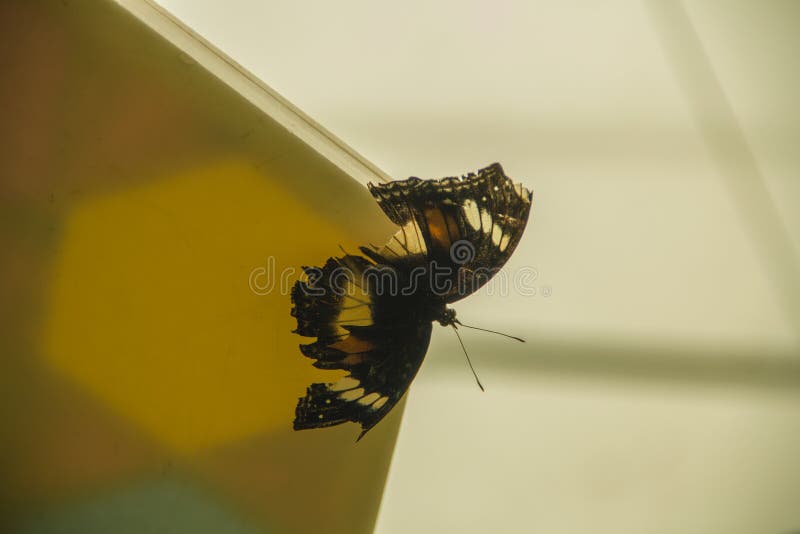 Single Dark Wing Butterfly Sitting Stock Photo - Image of australia ...