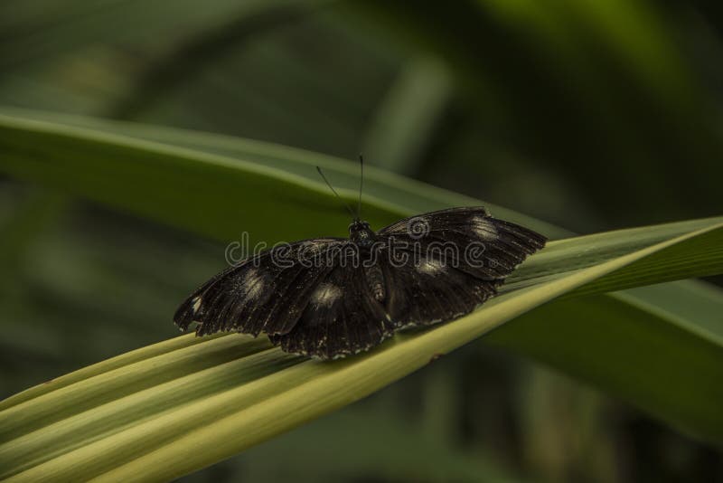 Single Dark Wing Butterfly Sitting Stock Photo - Image of insect ...