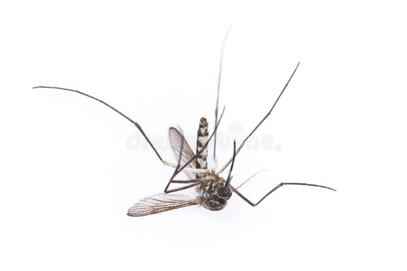 Single Dead Aedes Isolated on White Stock Photo - Image of dark ...