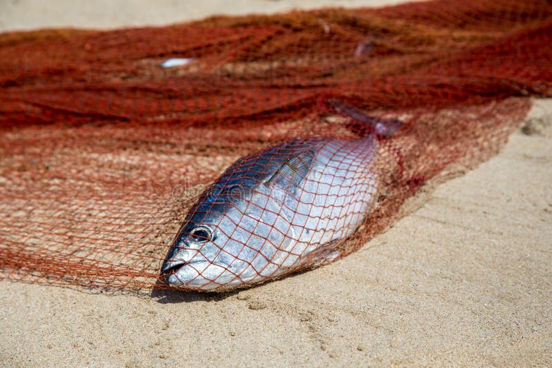 Single dead fish in a net stock image. Image of nature - 154694405