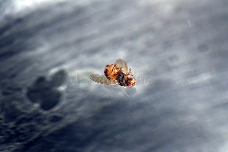 Dead Fly Floating Upside Down on Water Surface Stock Image - Image of ...
