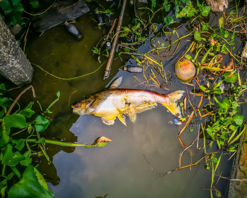 Rotten fish stock photo. Image of food, silver, torpedo - 15351796