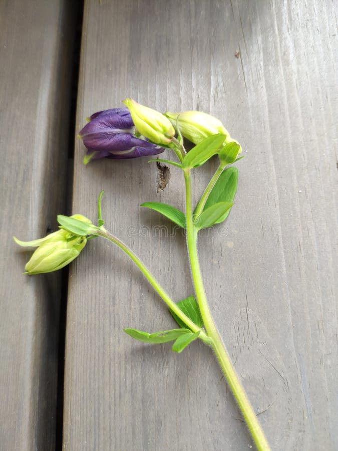 Purple single flower stock photo. Image of purple, blue - 269229710