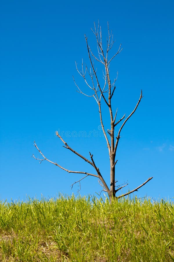 Single Dead Tree on Blue Sky Stock Photo - Image of tree, meadow: 14536208