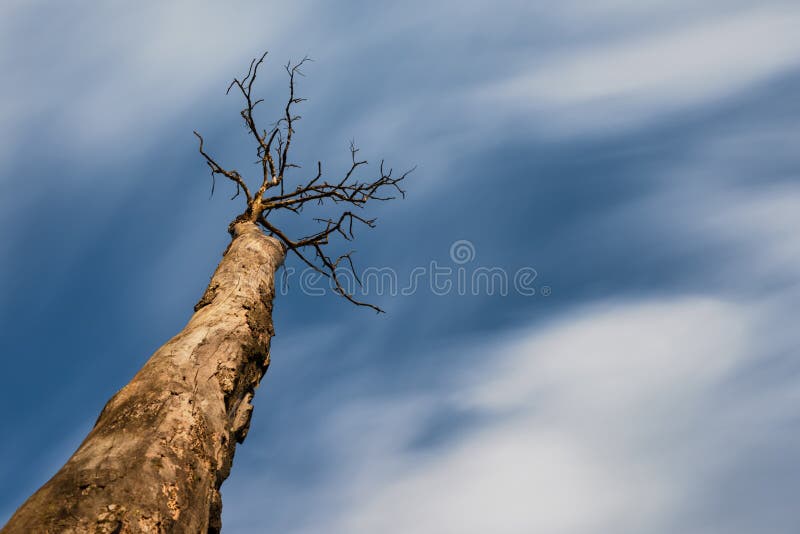 Single Dead Tree on Blue Sky Background Stock Photo - Image of seasonal ...