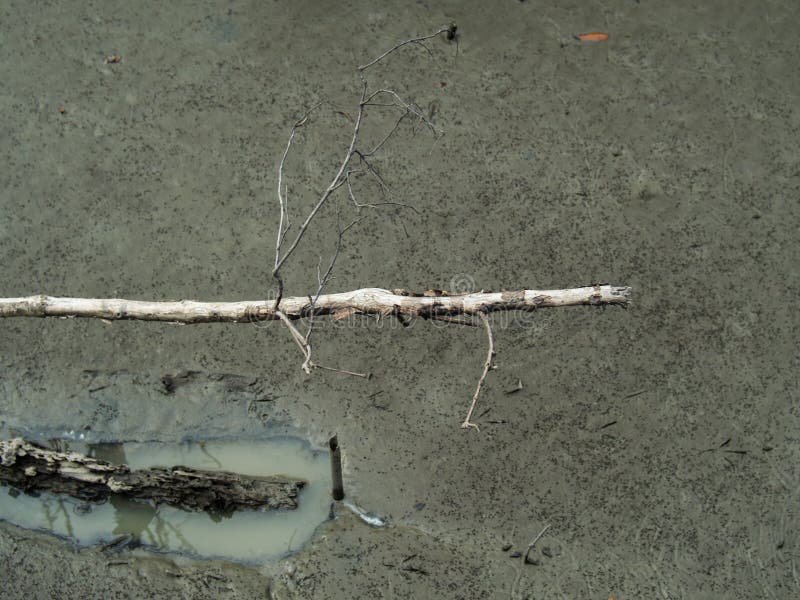 Single Dead Tree Branch with Dead Tree Bark in the Water, Both a Stock ...