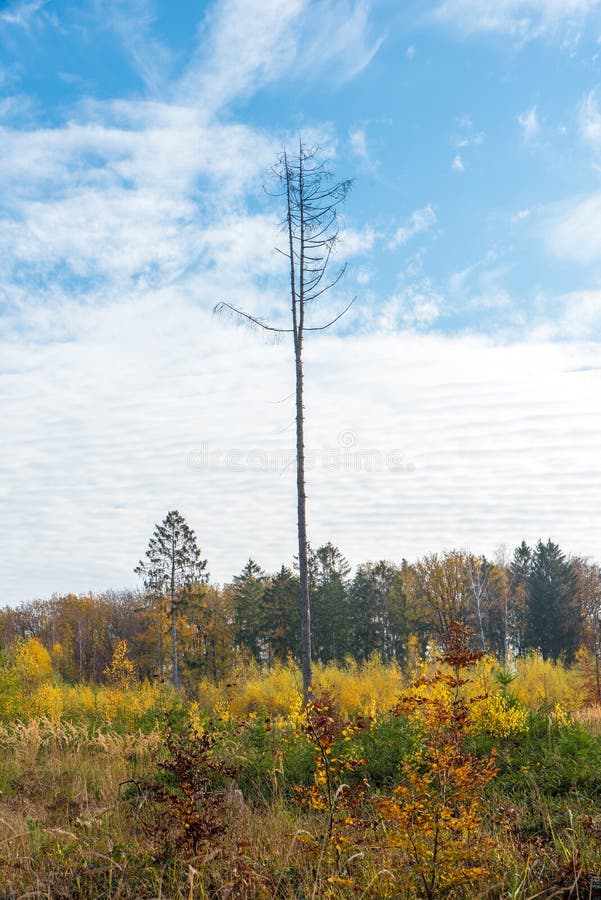 Single dead tree on glade stock photo. Image of mist - 227335490