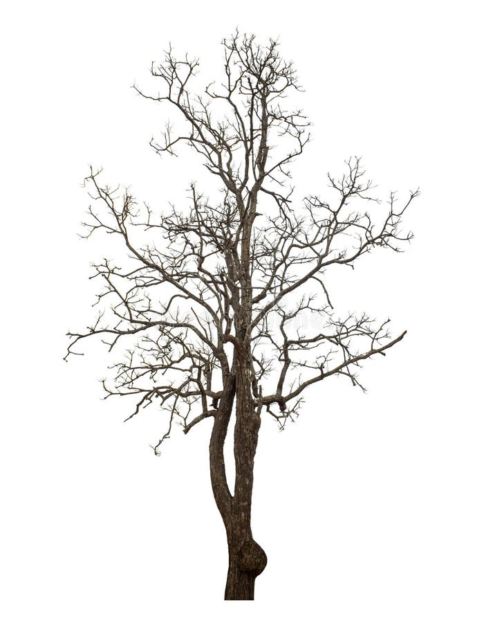 Single Dead Tree Isolated White Background Clipping Path Alpha Channel ...