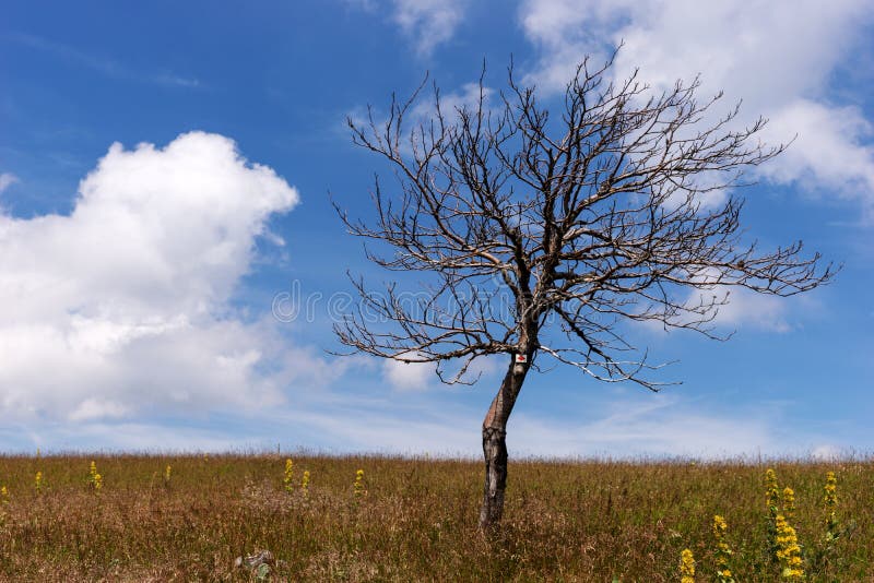 Single Dead Tree in the Meadow Stock Image - Image of cloud, tree ...
