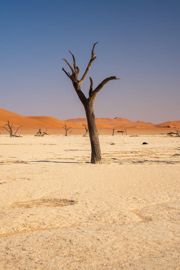 A Single, Dead Tree with a Petrified Forest and Sand Dunes in the ...