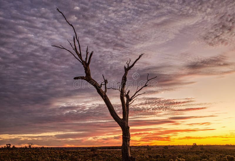 Single Dead Tree Shot at Sunset in South Australia Stock Image - Image ...